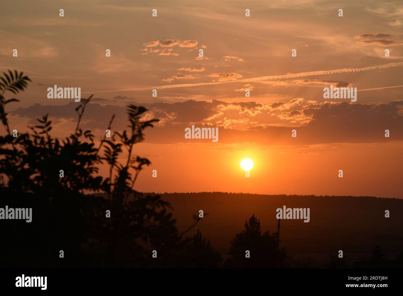 Evening sunset horizon and bushes of trees. Blue-yellow horizon and ...