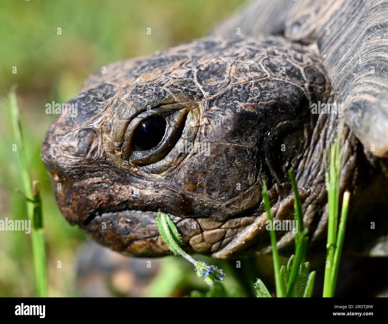 Tortue hi-res stock photography and images - Alamy