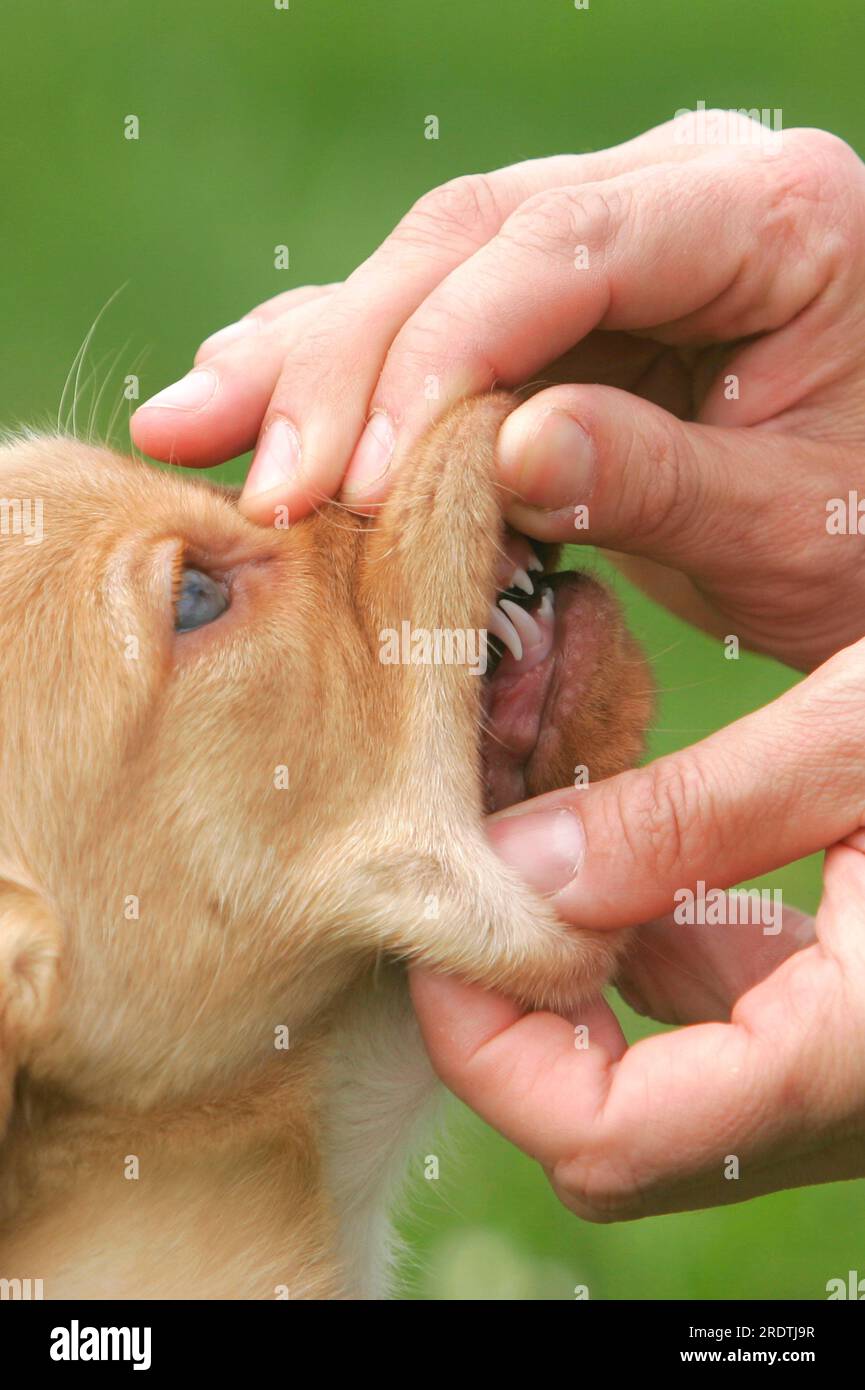 Dog dentition hi-res stock photography and images - Alamy
