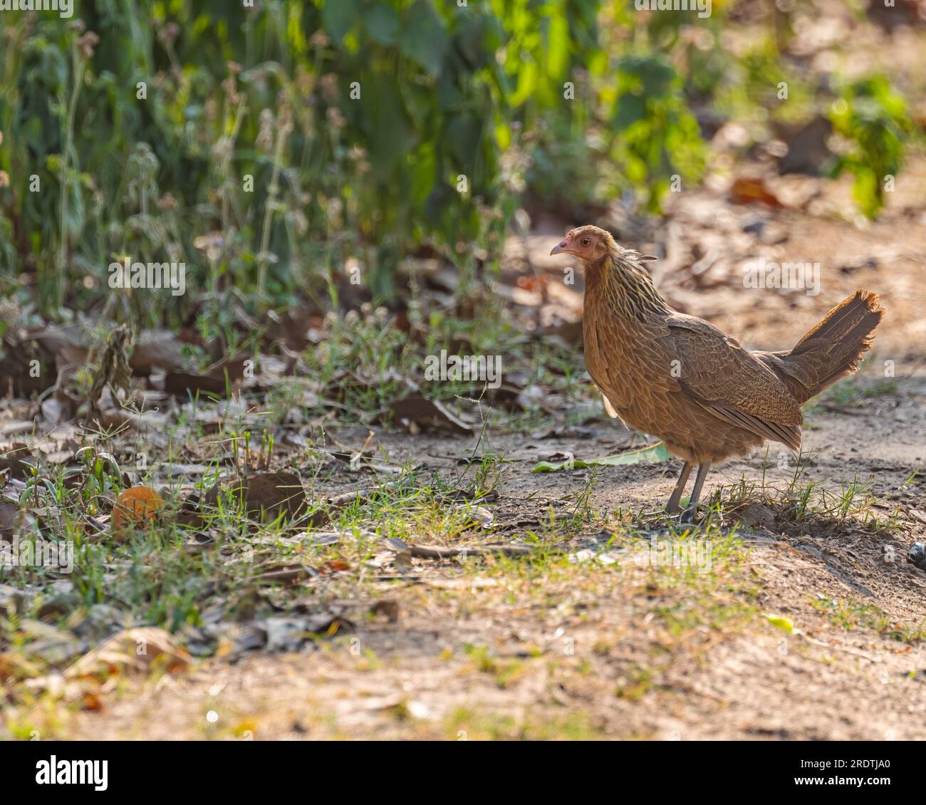 A Female kalij pheasant on a path Stock Photo - Alamy