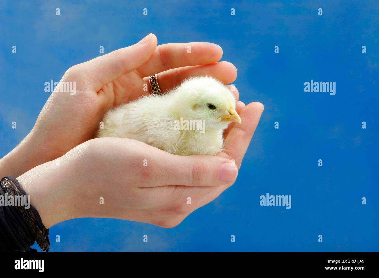 Domestic chicken, chick, in hand Stock Photo - Alamy