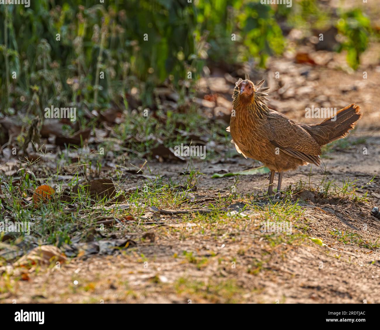 A Female Kalij pheasant looking into the camera Stock Photo - Alamy