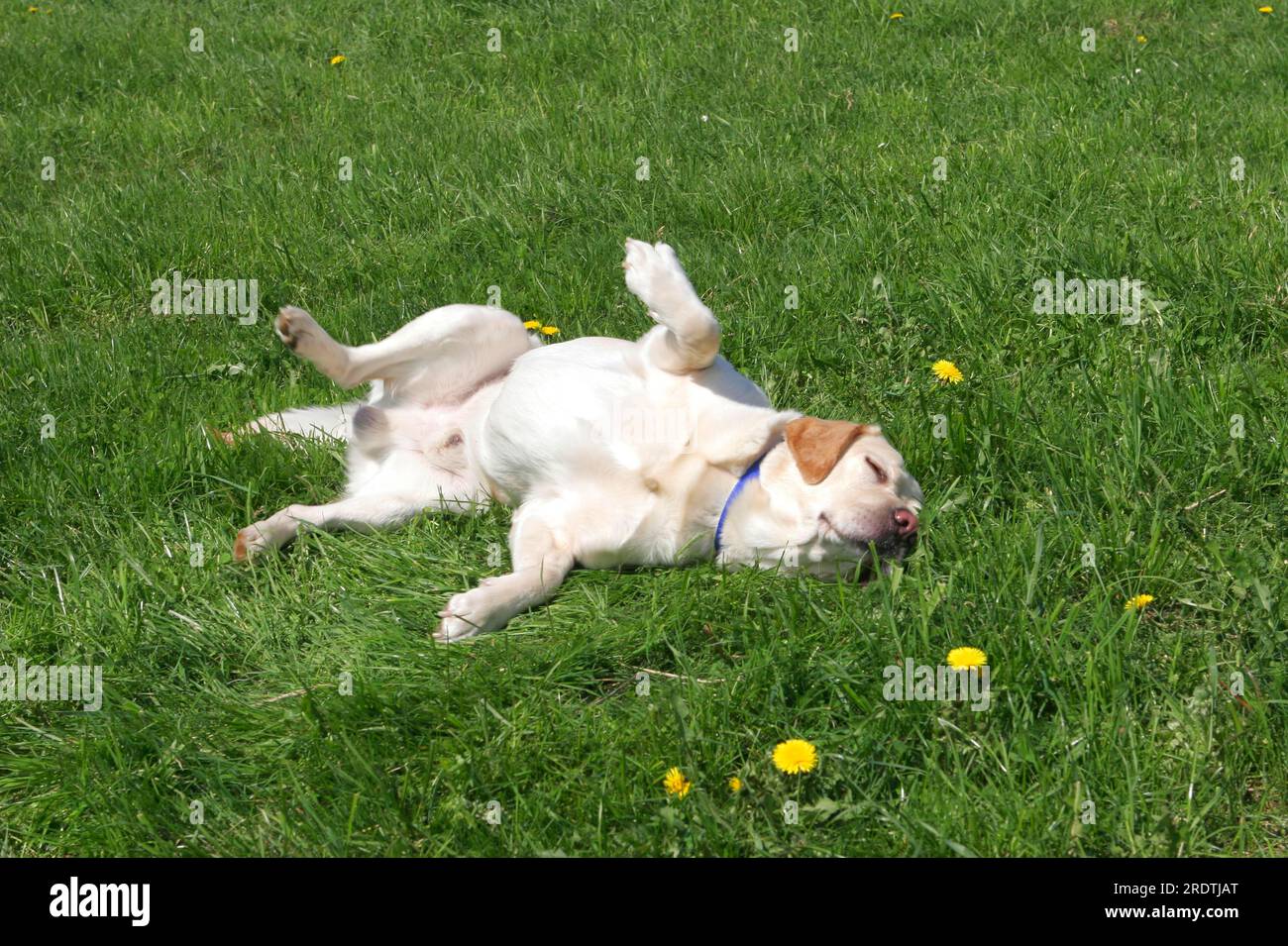 Labrador retriever rolls in meadow, rolling Stock Photo - Alamy