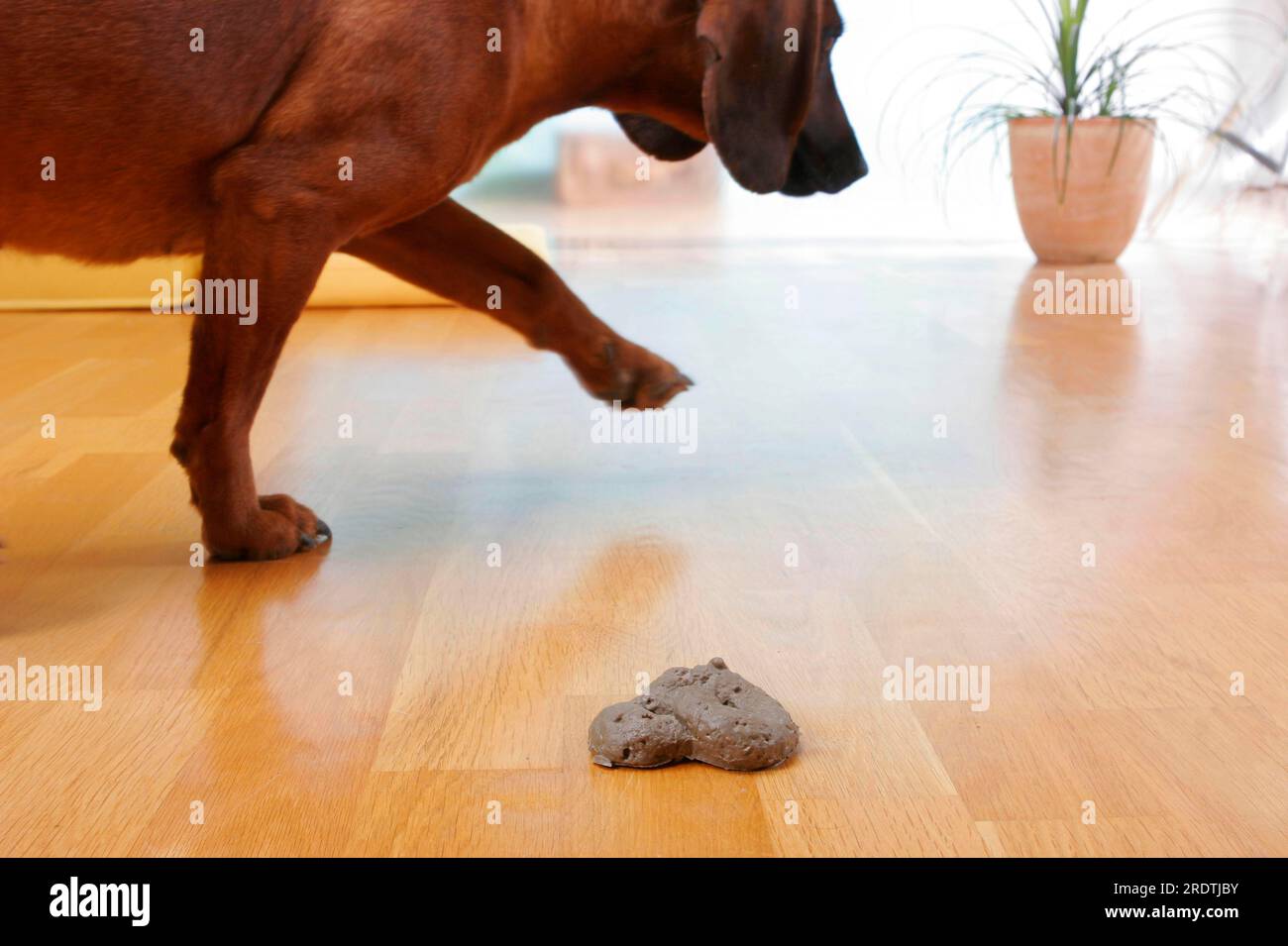 Pile of excrement hi-res stock photography and images - Alamy