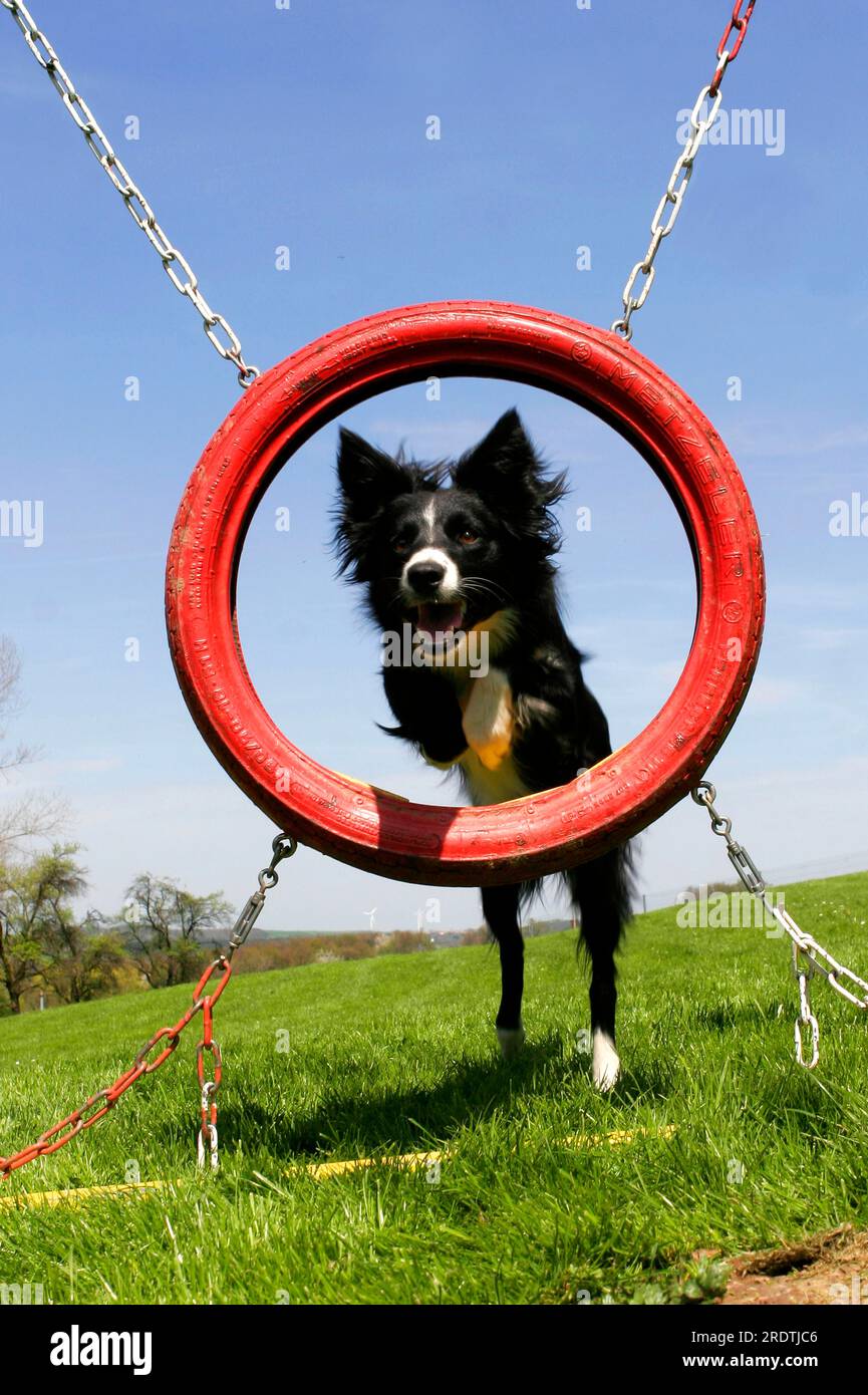 Border Collie jumps through hoops, agility Stock Photo - Alamy