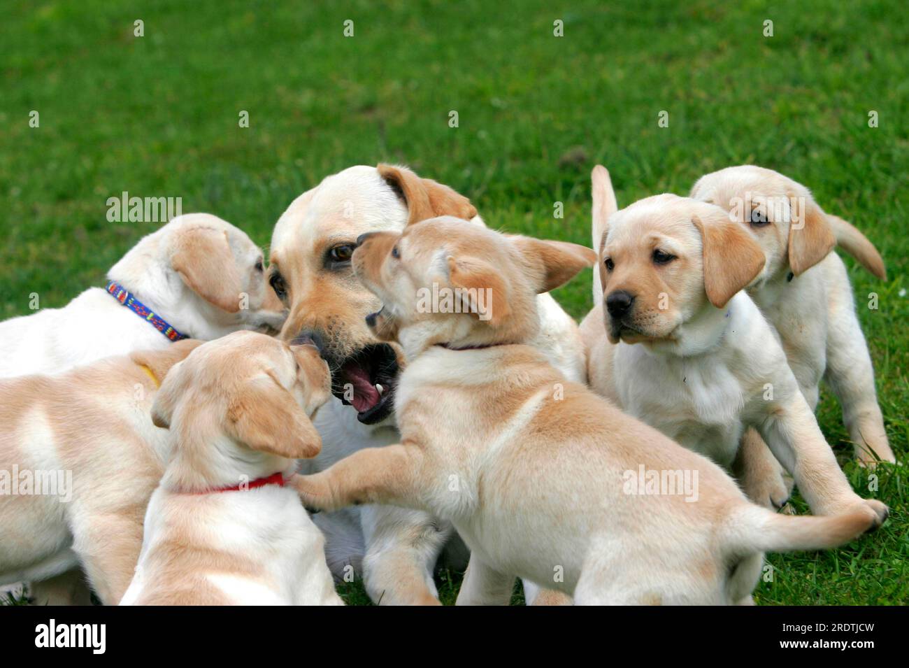 Labrador family hi-res stock photography and images - Alamy