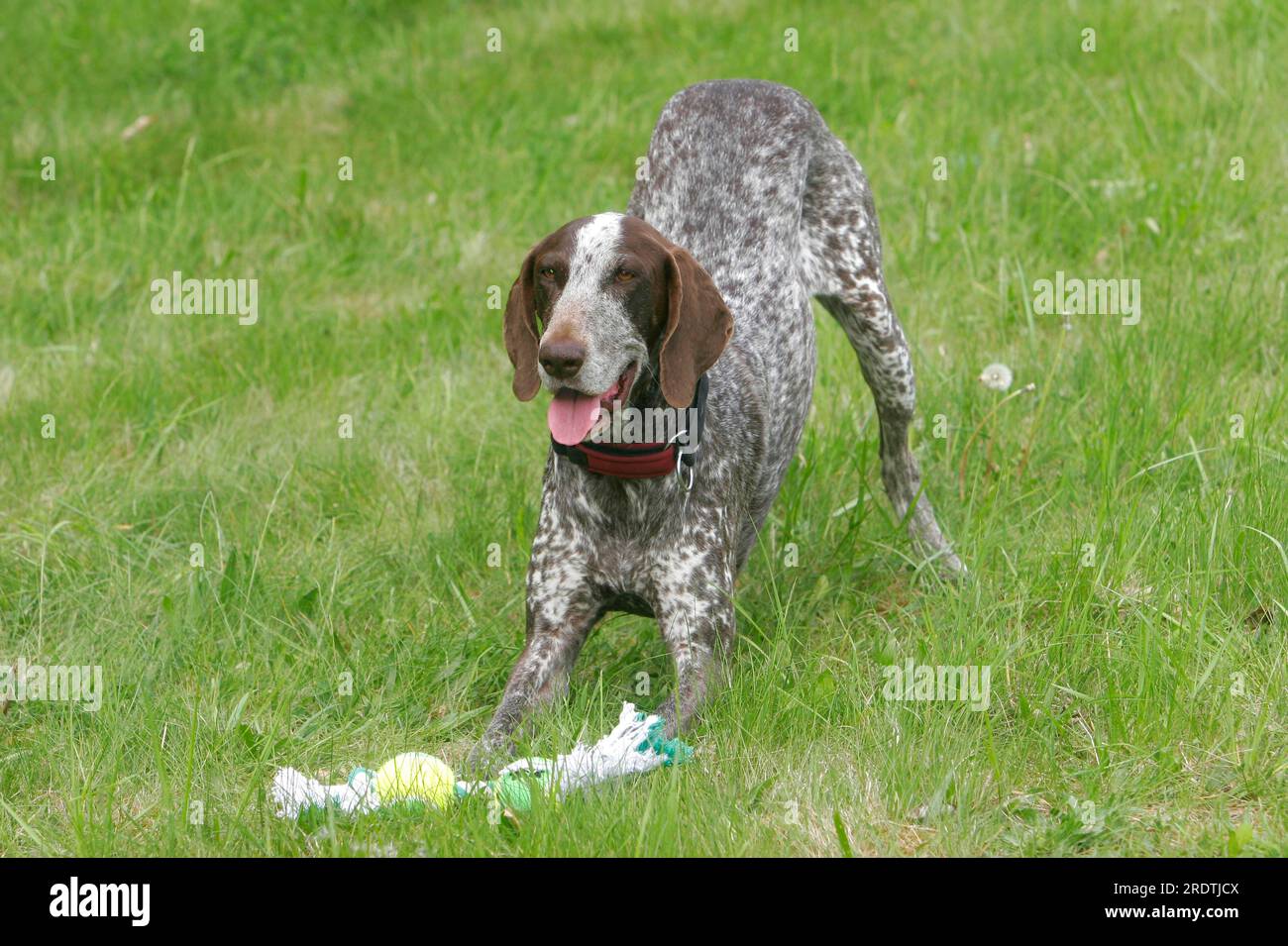 German Shorthair with toy, German Shorthair Pointing Dog, play call ...