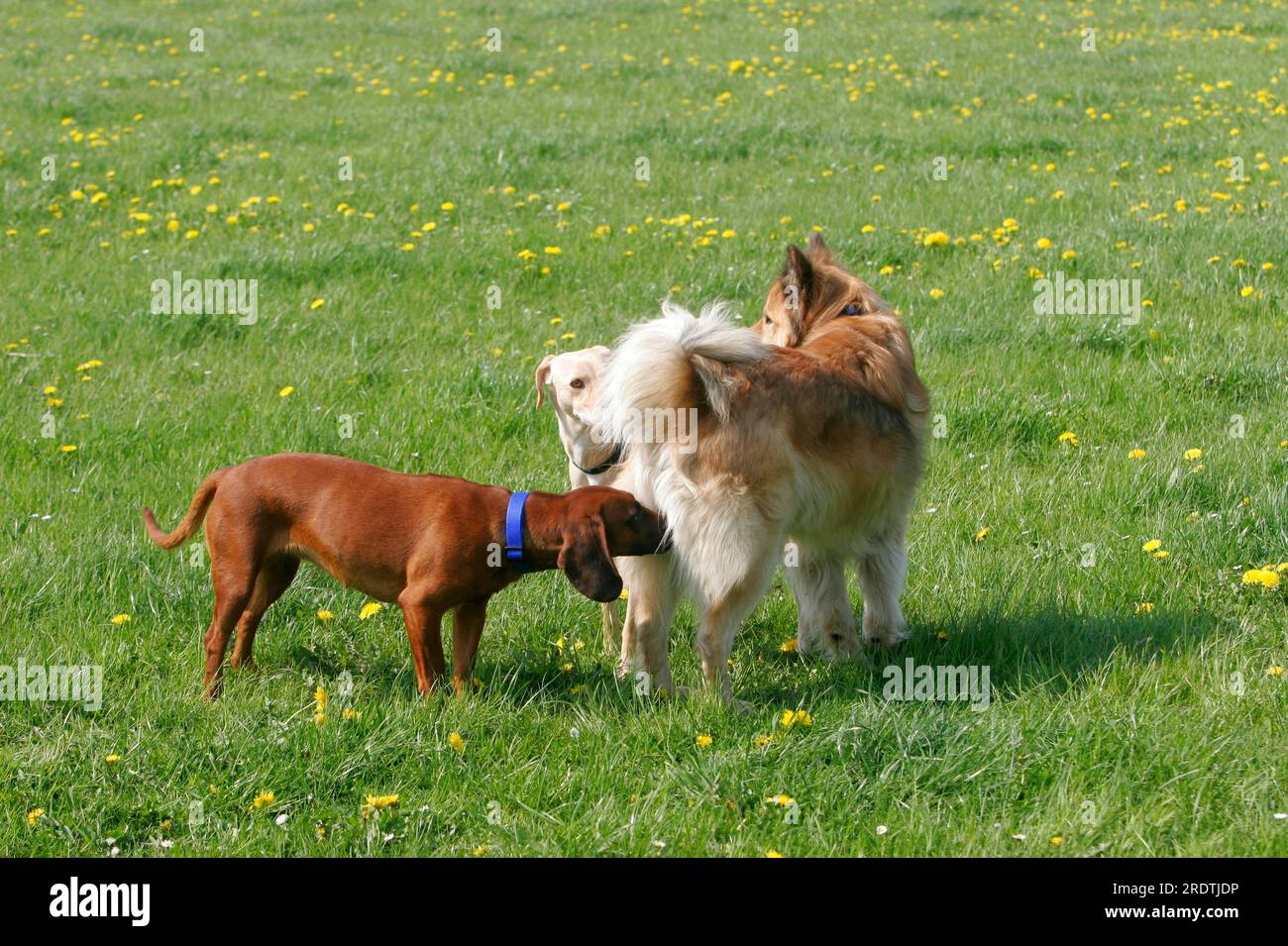 Dogs, Group sniffing each other, Bavarian Mountain Sweat Dog Stock ...
