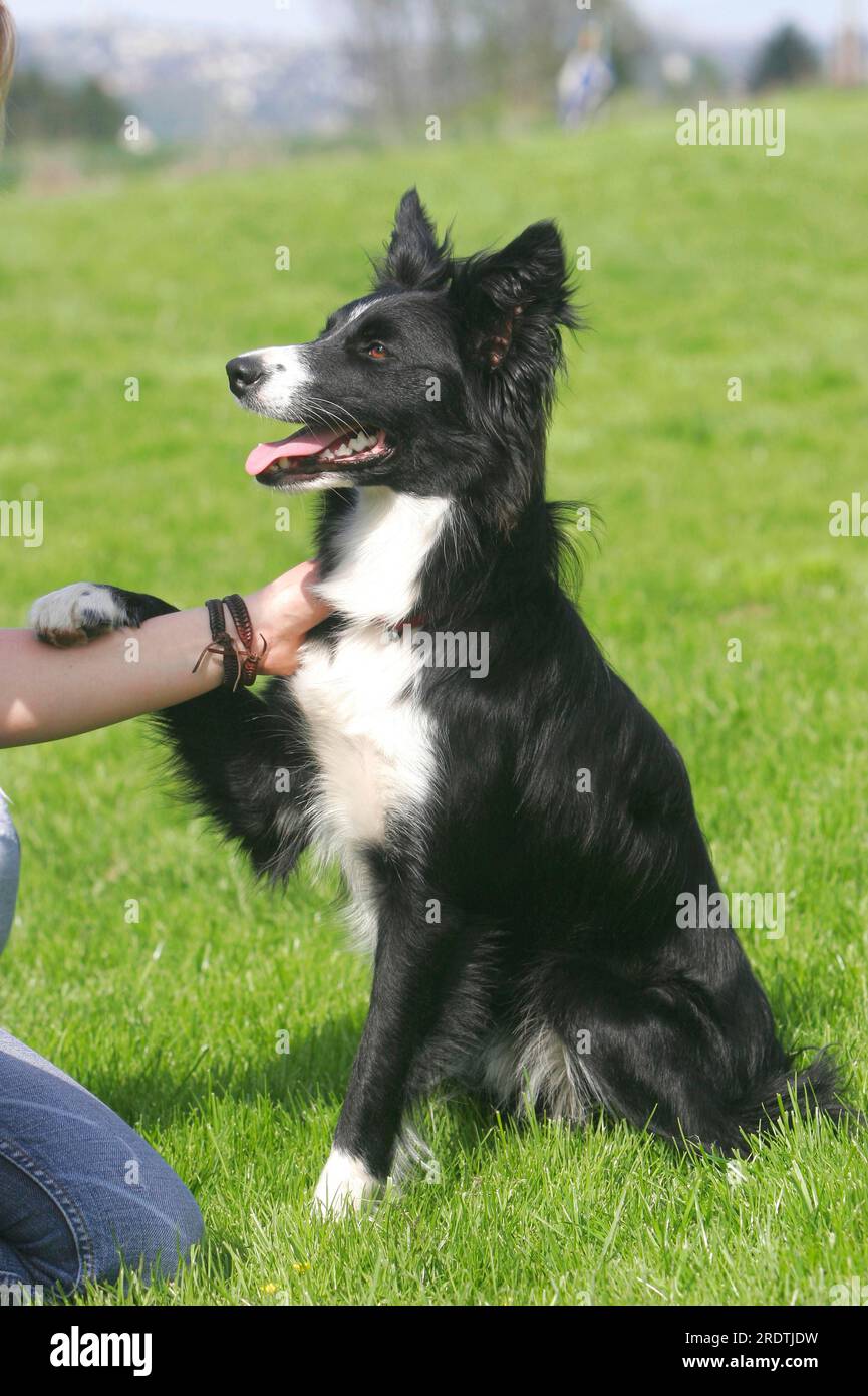 Border Collie gives paw, paw Stock Photo - Alamy