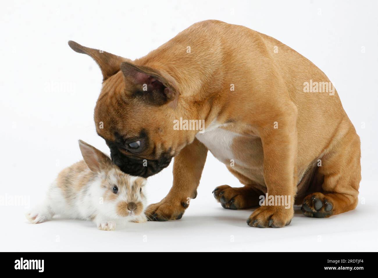 French bulldog, puppy, and domestic rabbit, kitten Stock Photo - Alamy