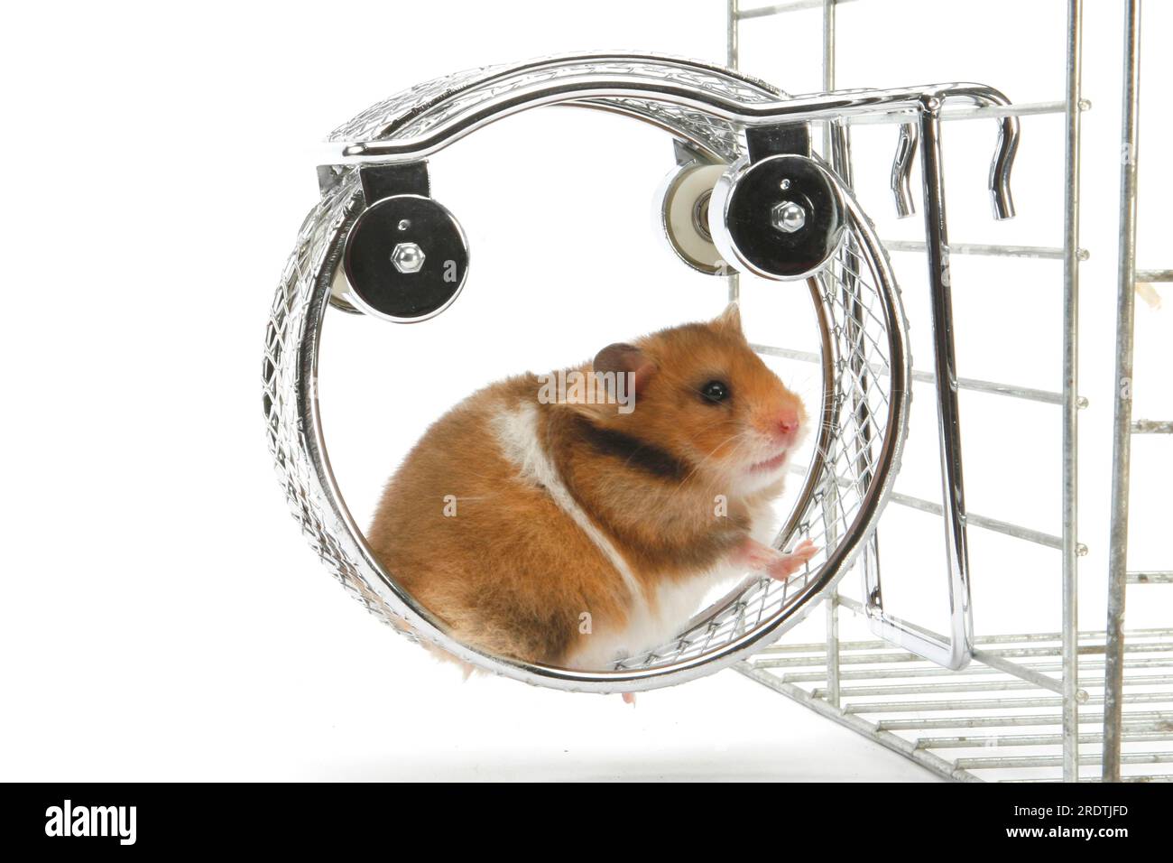 Hamster running wheel hi-res stock photography and images - Alamy