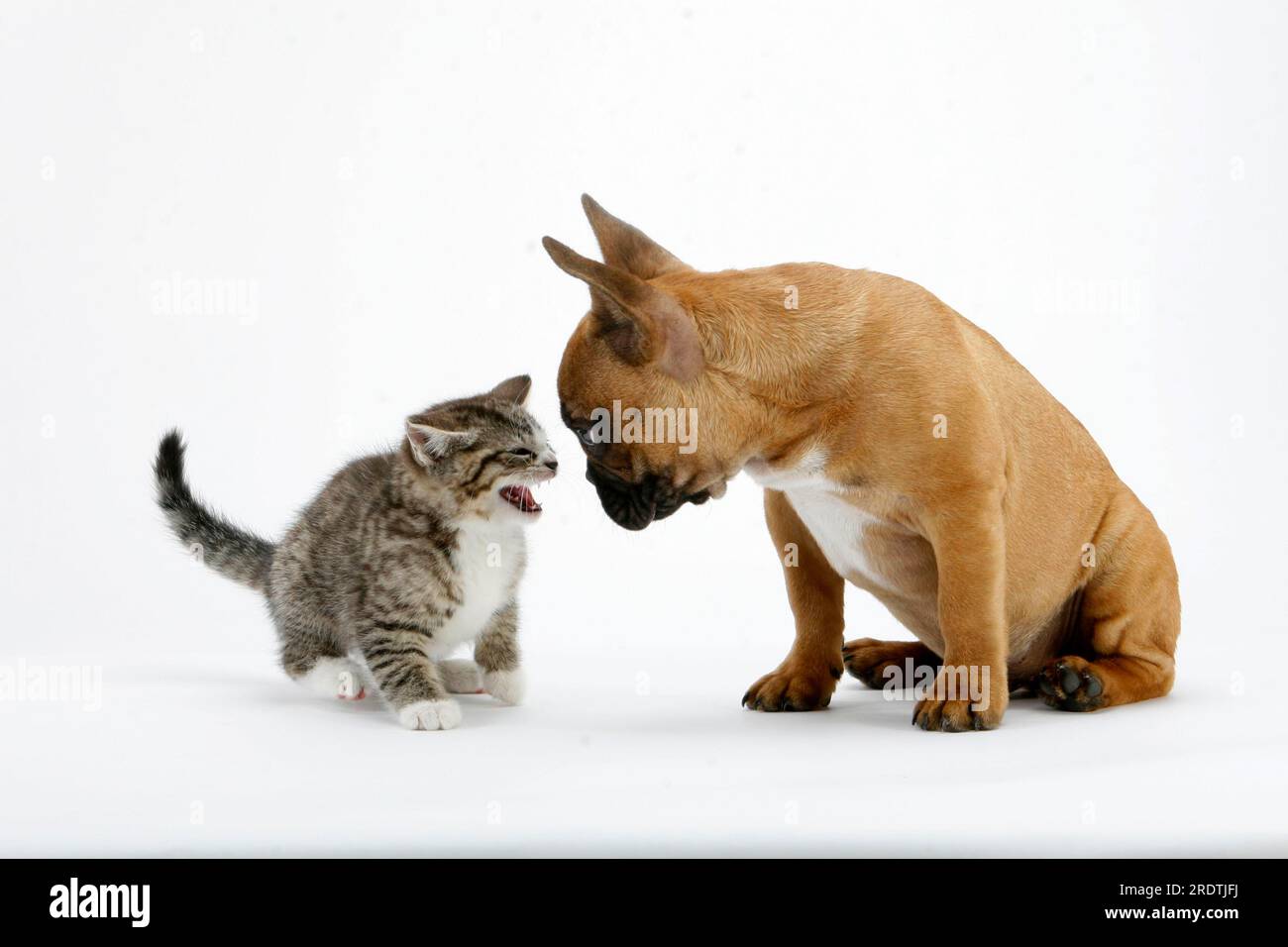 French bulldog, puppy, and domestic cat, kitten Stock Photo - Alamy