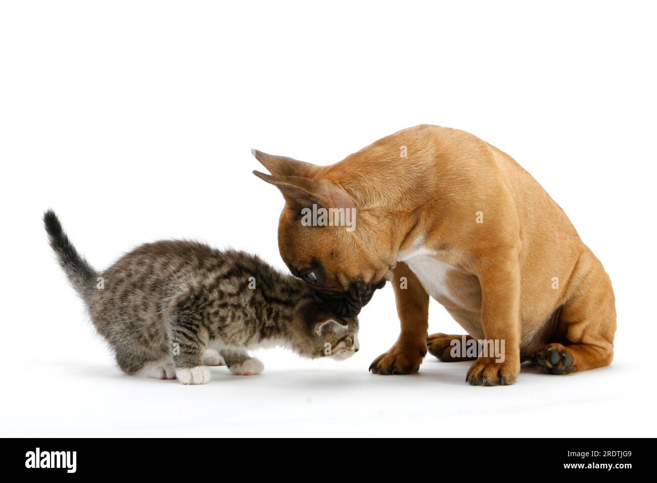 French bulldog, puppy, and domestic cat, kitten Stock Photo - Alamy