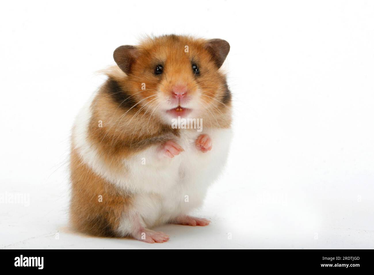 Hamster face hi-res stock photography and images - Alamy