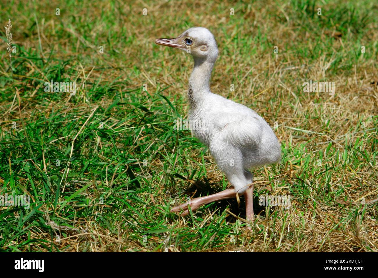 American Rhea (Rhea americana), Greater rhea Stock Photo - Alamy