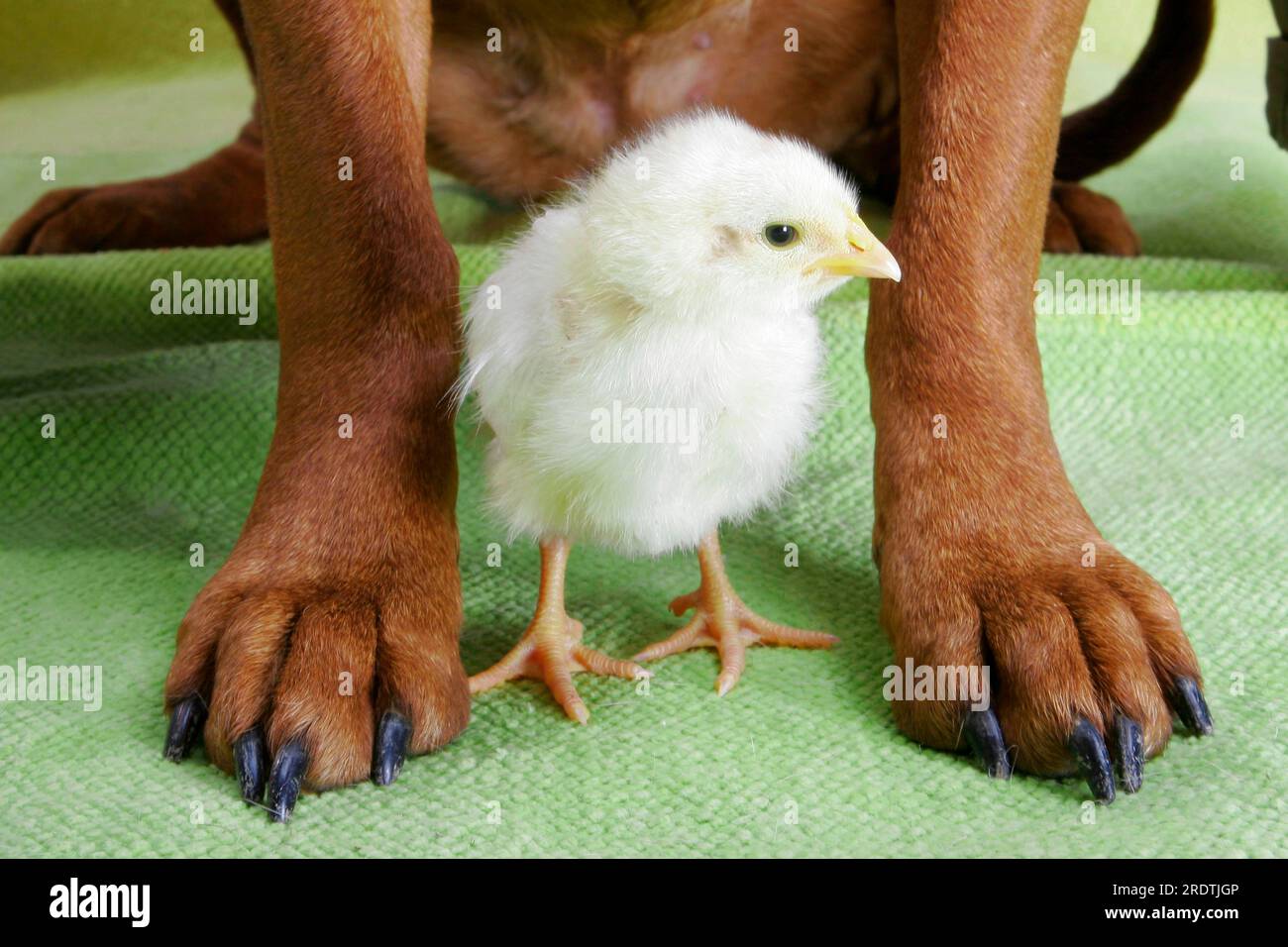Domestic chicken, chick, between dog legs Stock Photo - Alamy