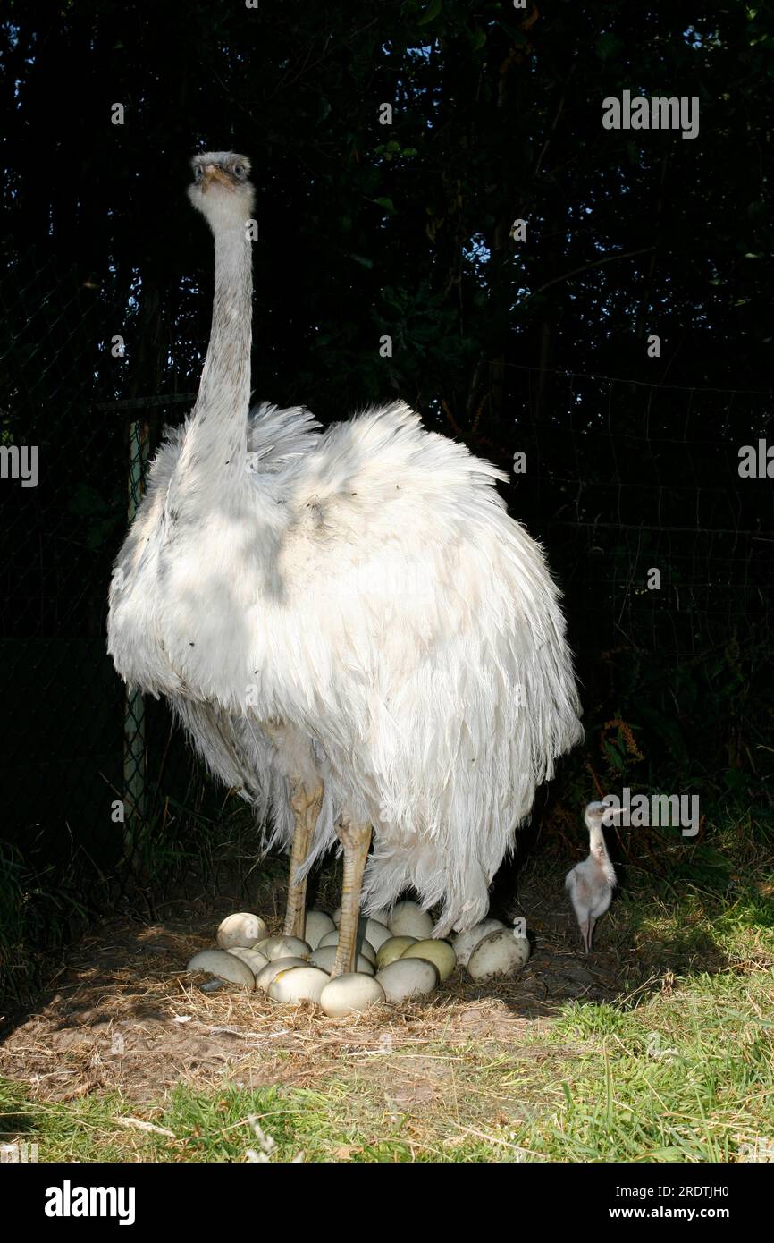 American Rhea (Rhea americana) with eggs and chick Stock Photo - Alamy