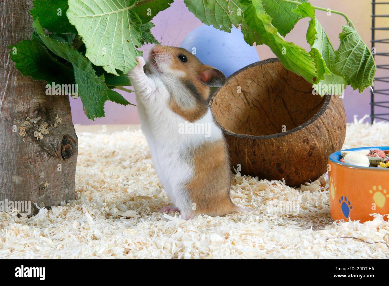 Golden hamster (Mesocricetus auratus), pied Stock Photo - Alamy