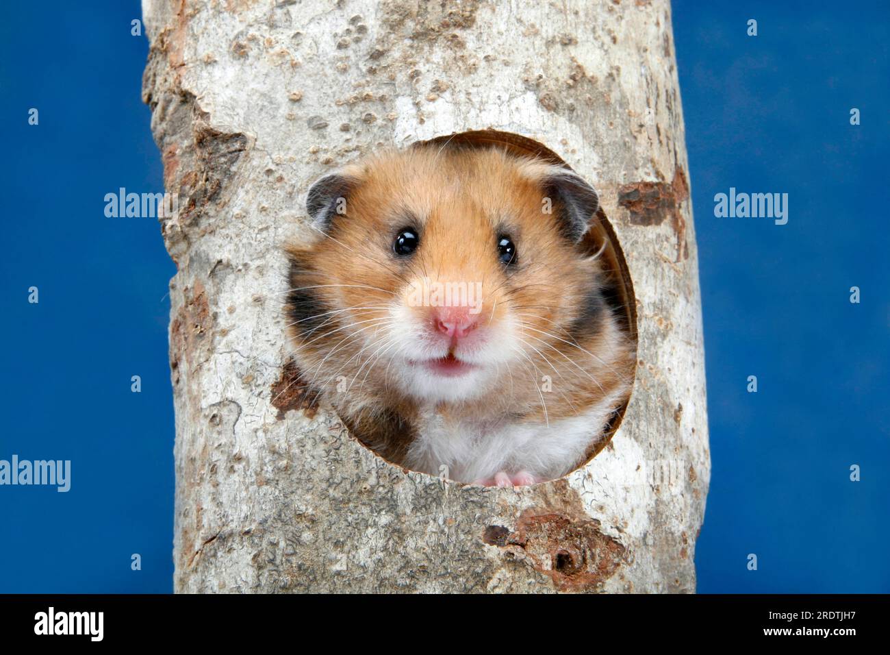 Golden hamster (Mesocricetus auratus) in the tree hole Stock Photo - Alamy
