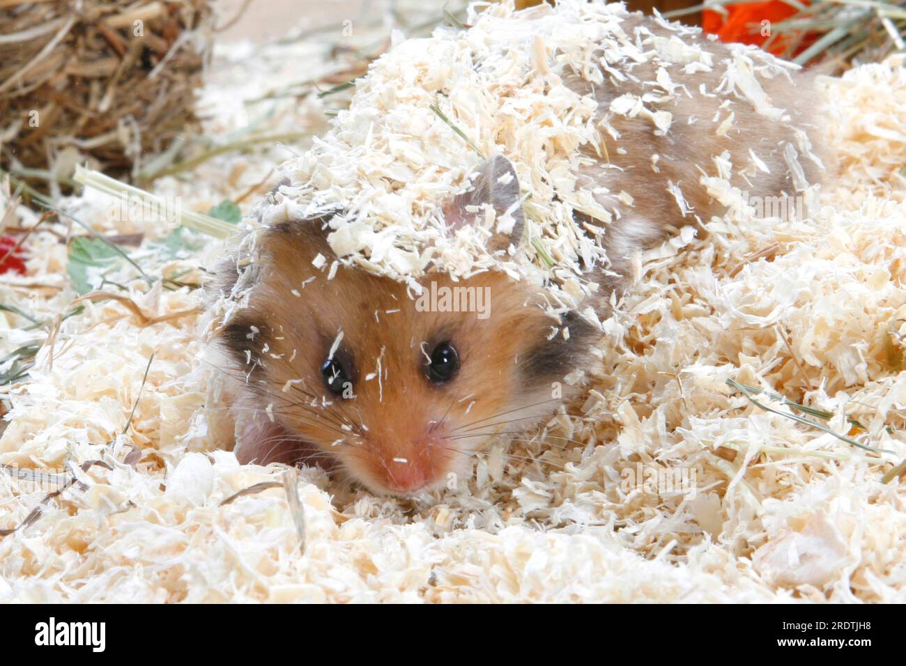 Golden hamster (Mesocricetus auratus) digging Stock Photo - Alamy