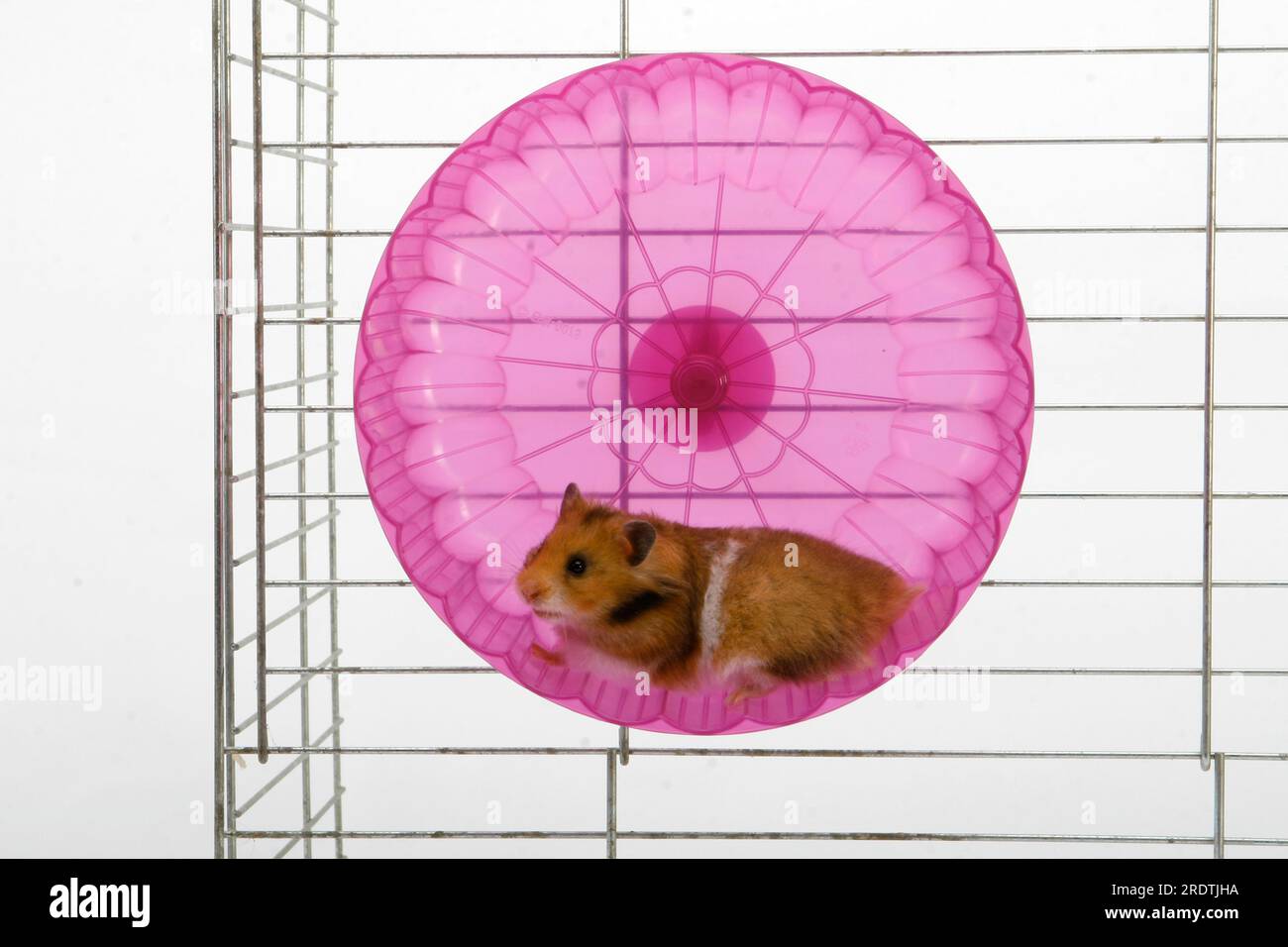 Golden hamster (Mesocricetus auratus) in wheel, hamster wheel, running ...