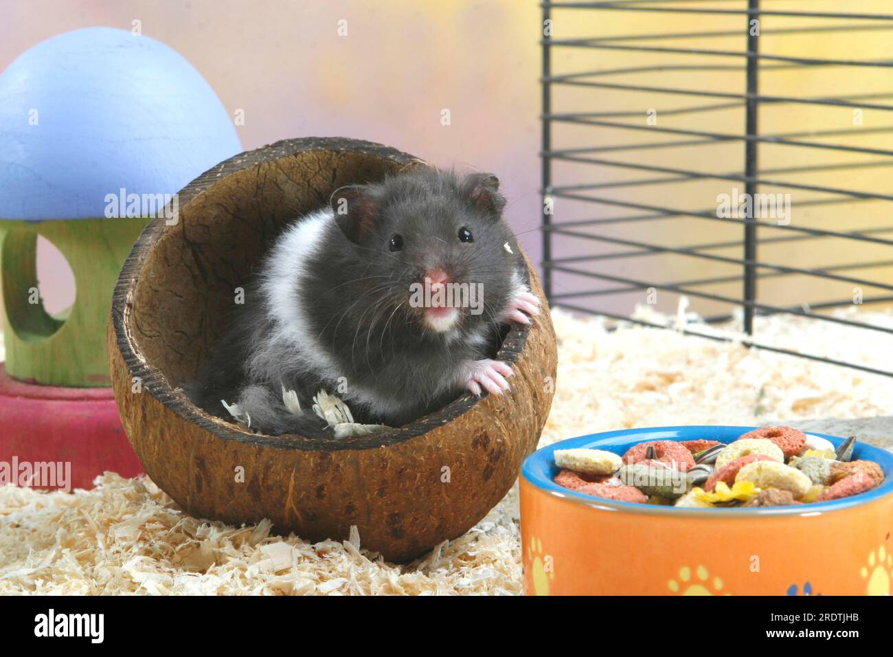 Spotted hamster hi-res stock photography and images - Alamy