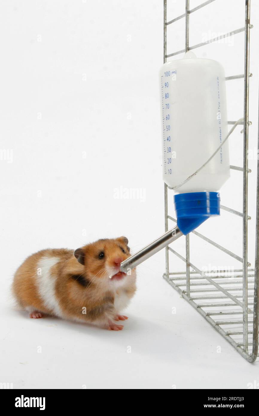 Hamster Water Bottle Drawing