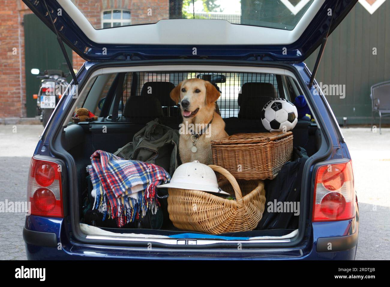 Labrador retriever in a packed car Stock Photo - Alamy