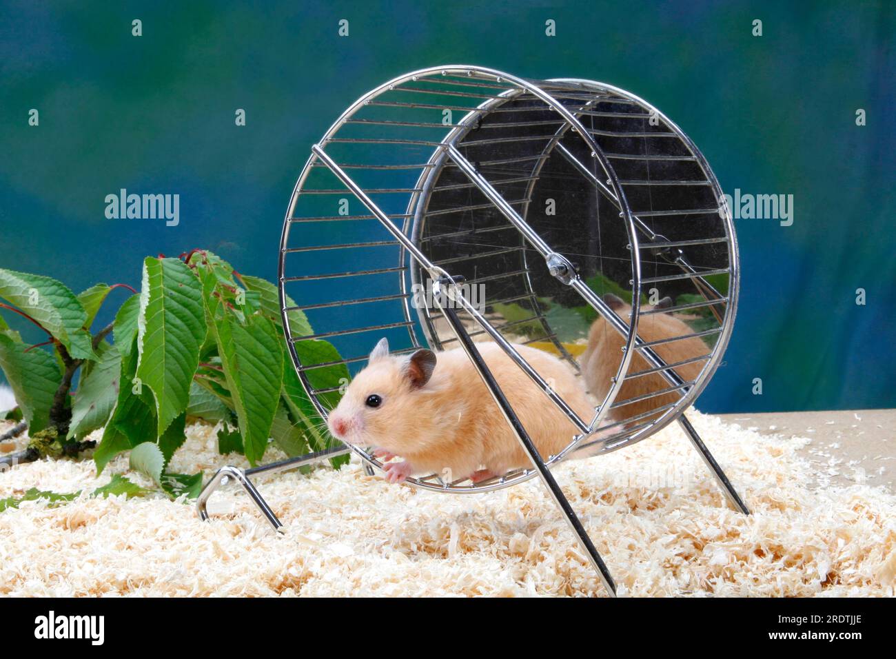 Golden Hamster (Mesocricetus auratus) in hamster wheel Stock Photo - Alamy