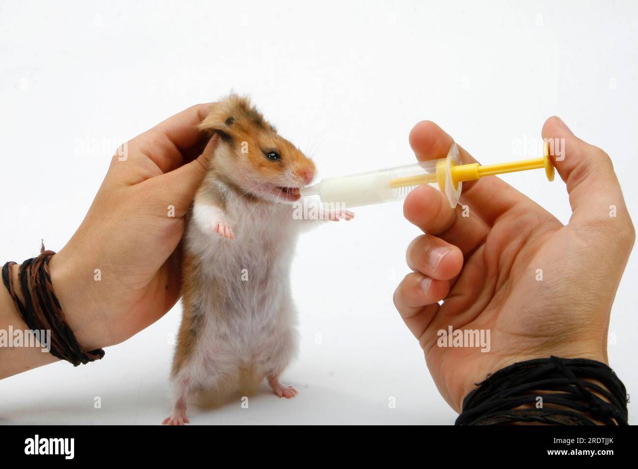 Hamster veterinary hi-res stock photography and images - Alamy
