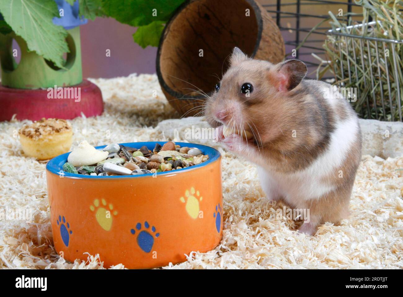 Golden hamster eat food hi-res stock photography and images - Alamy