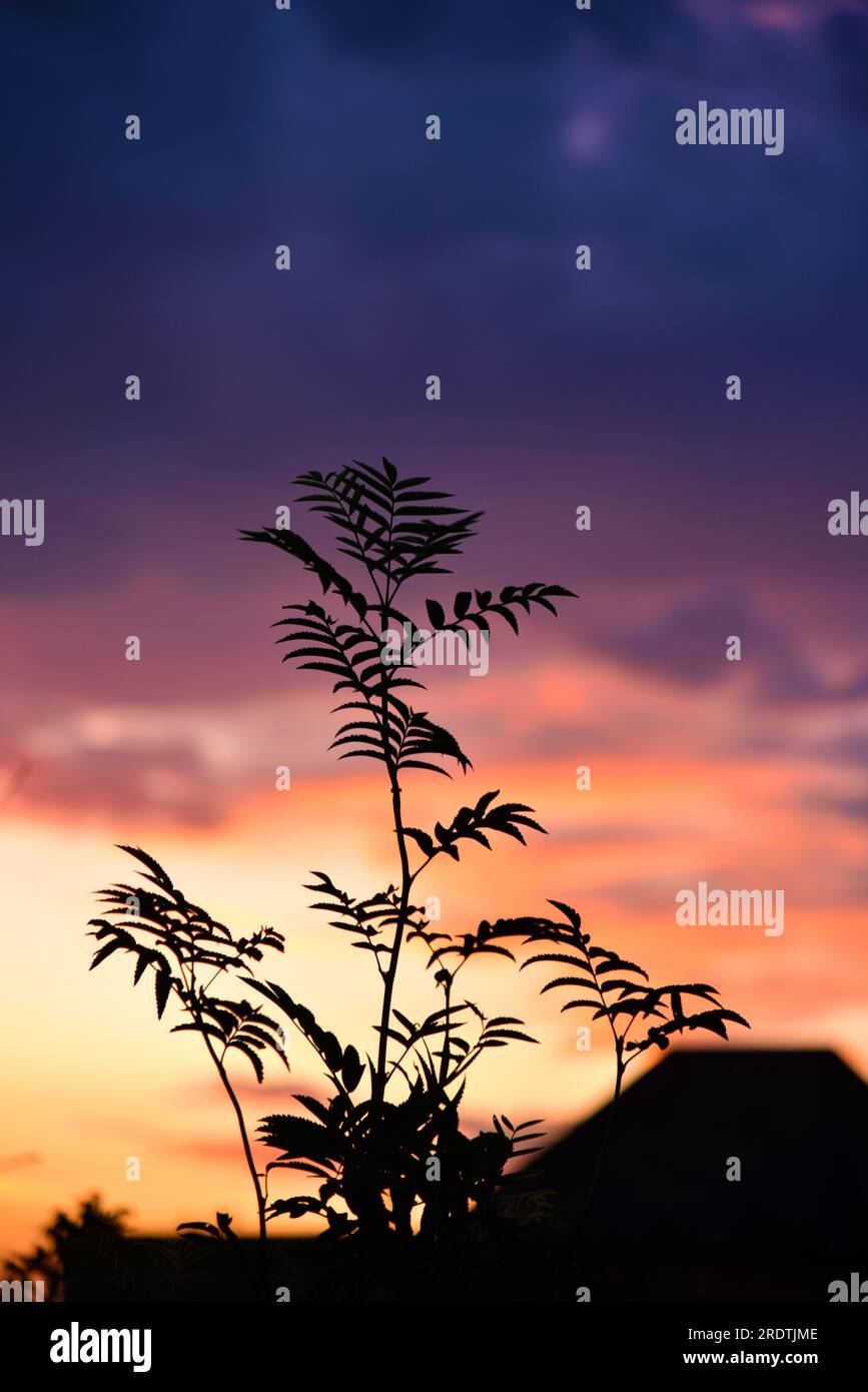 Evening sunset horizon and bushes of trees. Blue-yellow horizon and ...