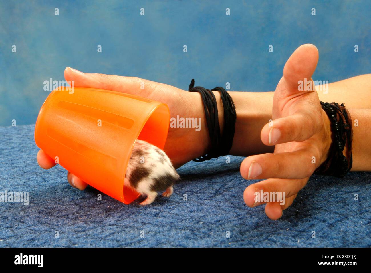 Campbell's dwarf hamster (Phodopus campbelli) in cup Stock Photo - Alamy