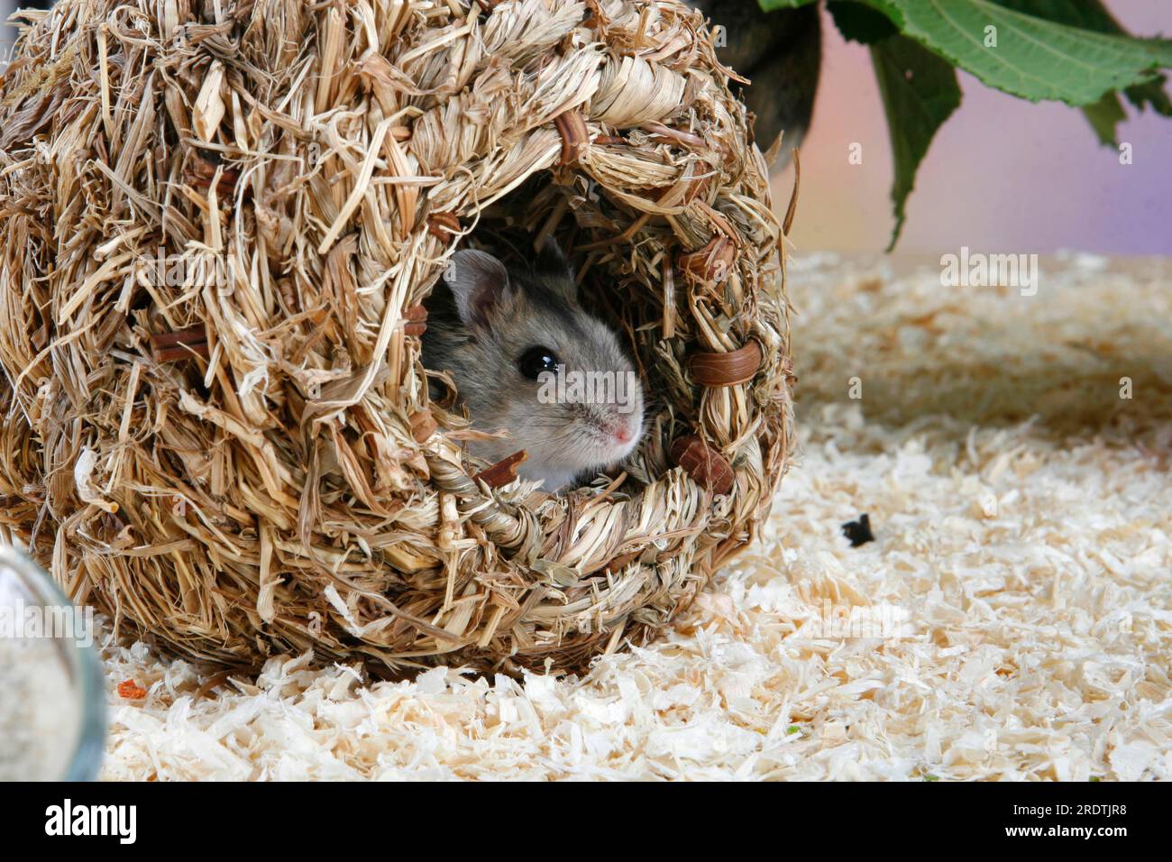 Hamster nest hi-res stock photography and images - Alamy