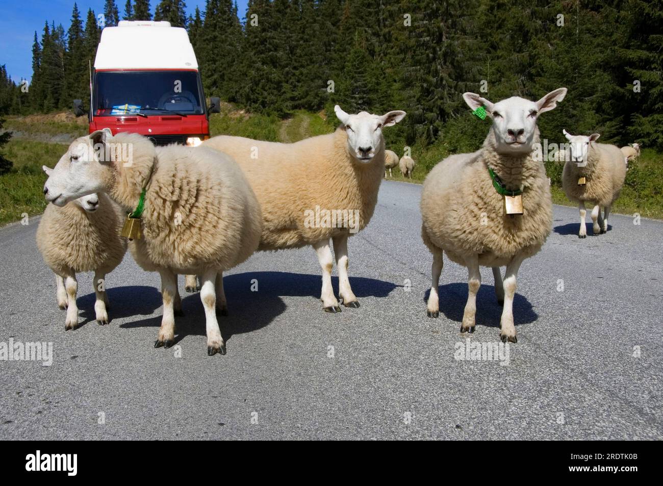 Norway sheep breed hi-res stock photography and images - Alamy