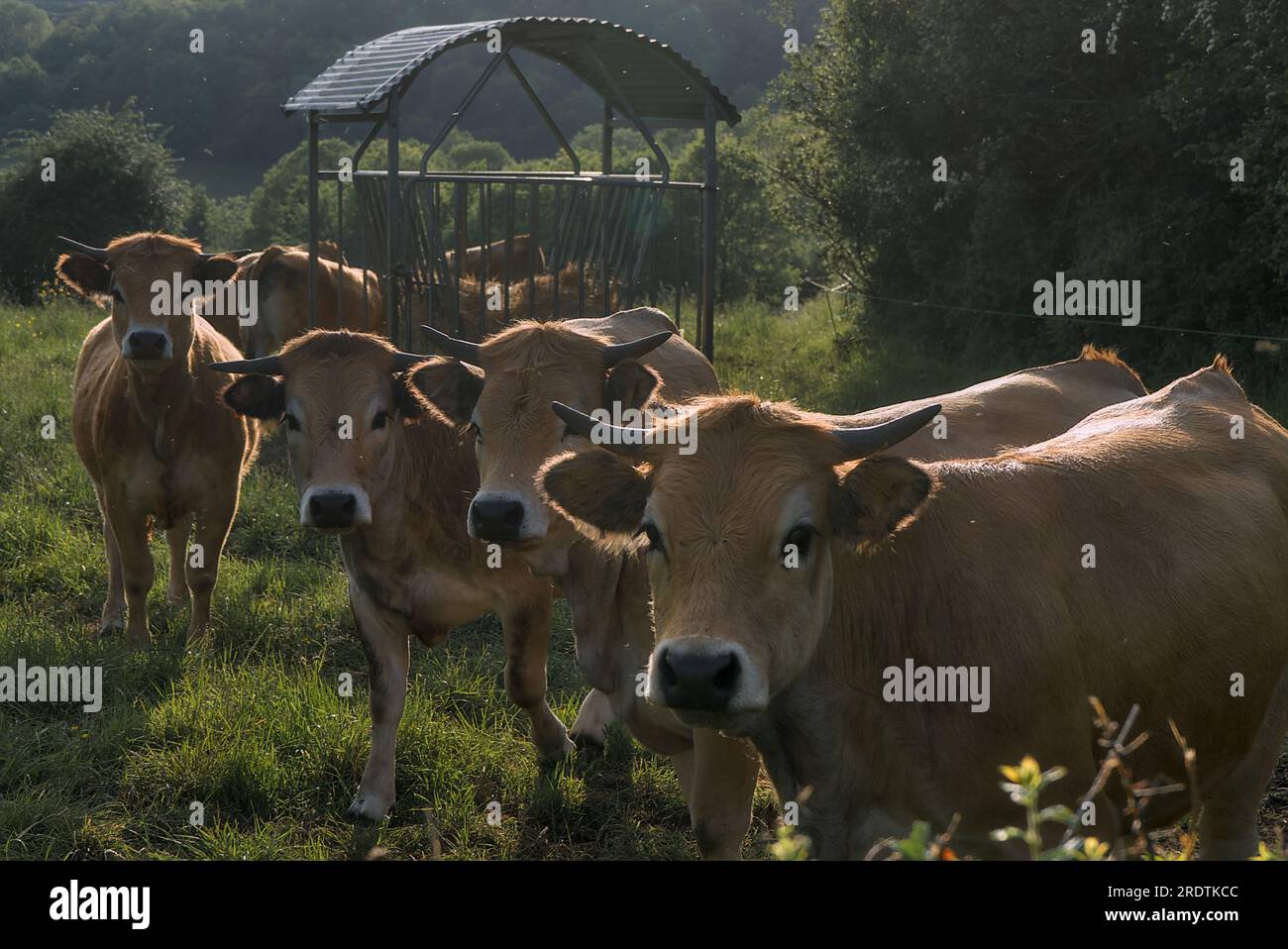 Aubrac cows, in their meadow in Auvergne, portraits Stock Photo - Alamy