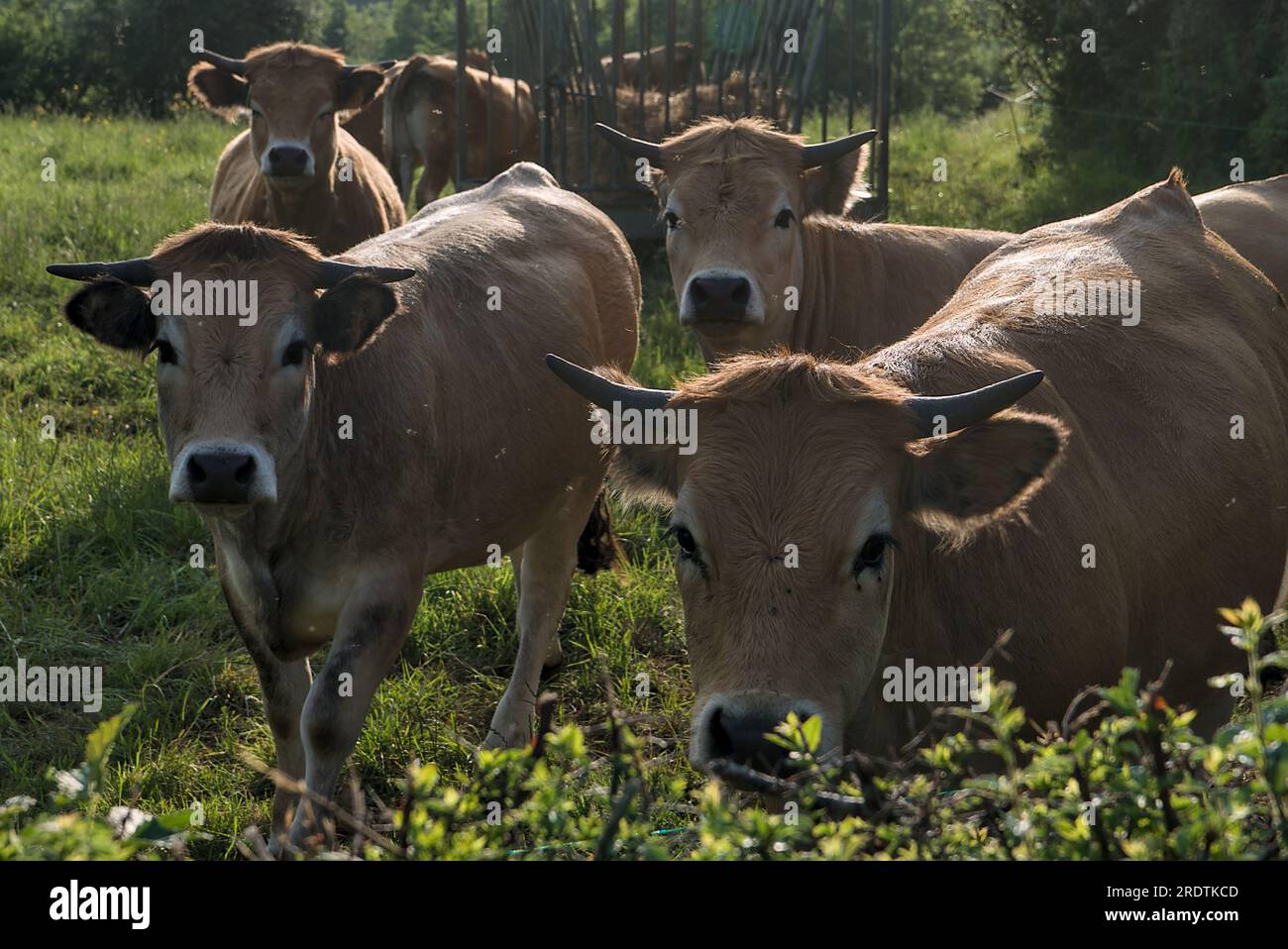 Aubrac cows, in their meadow in Auvergne, portraits Stock Photo - Alamy