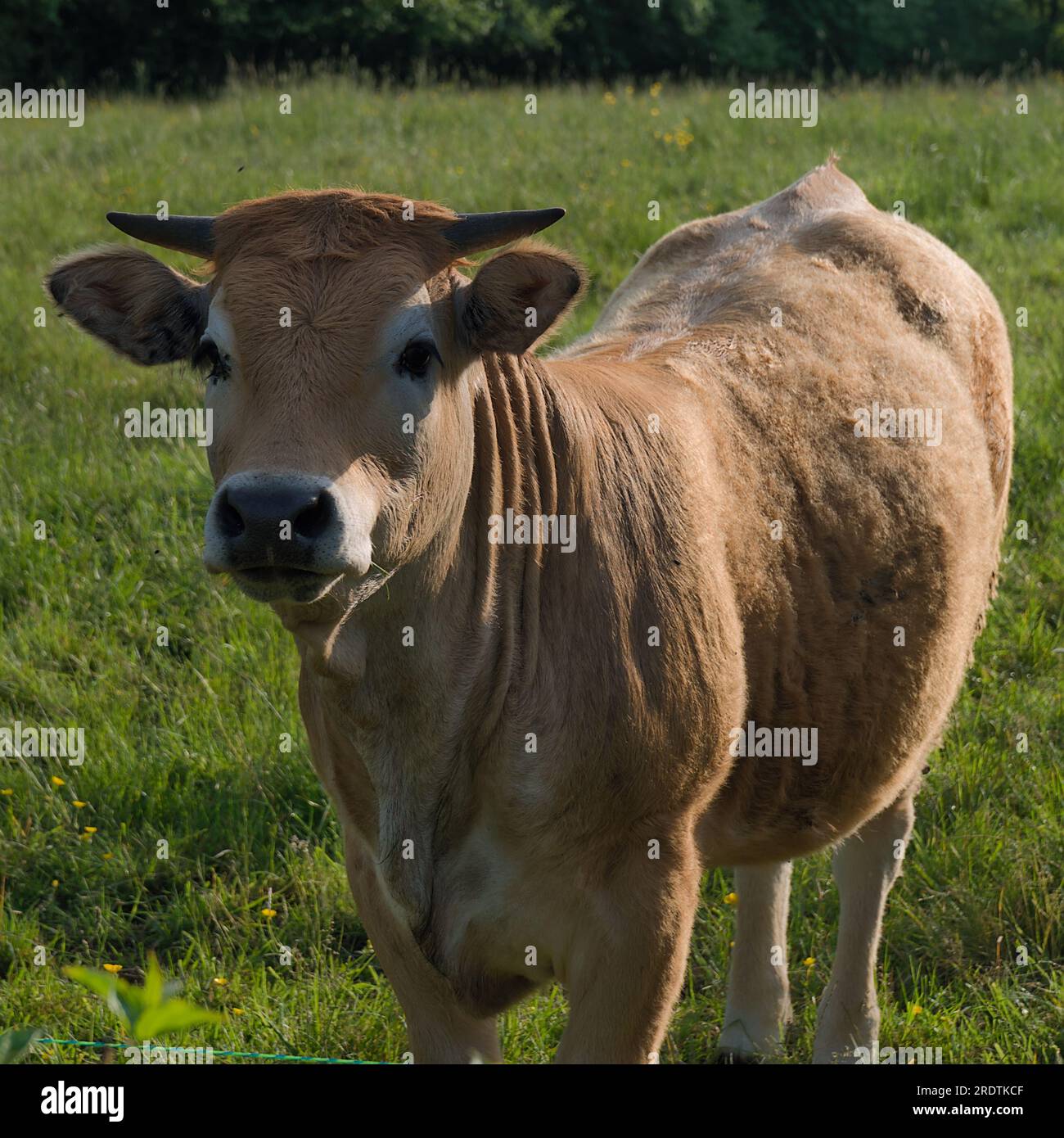 Aubrac cows, in their meadow in Auvergne, portraits Stock Photo - Alamy