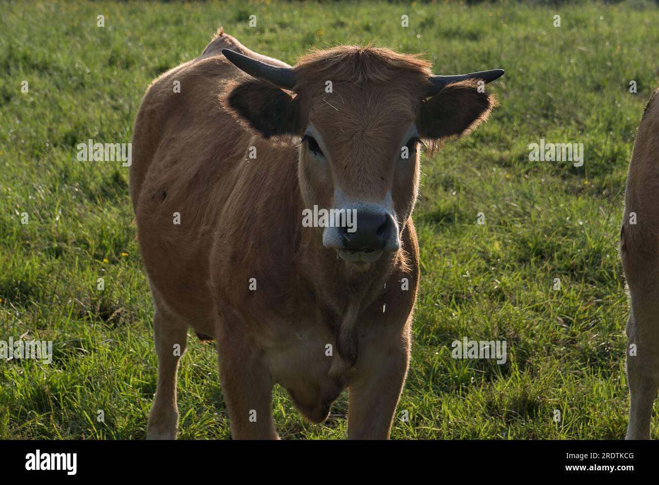 Aubrac cows, in their meadow in Auvergne, portraits Stock Photo - Alamy