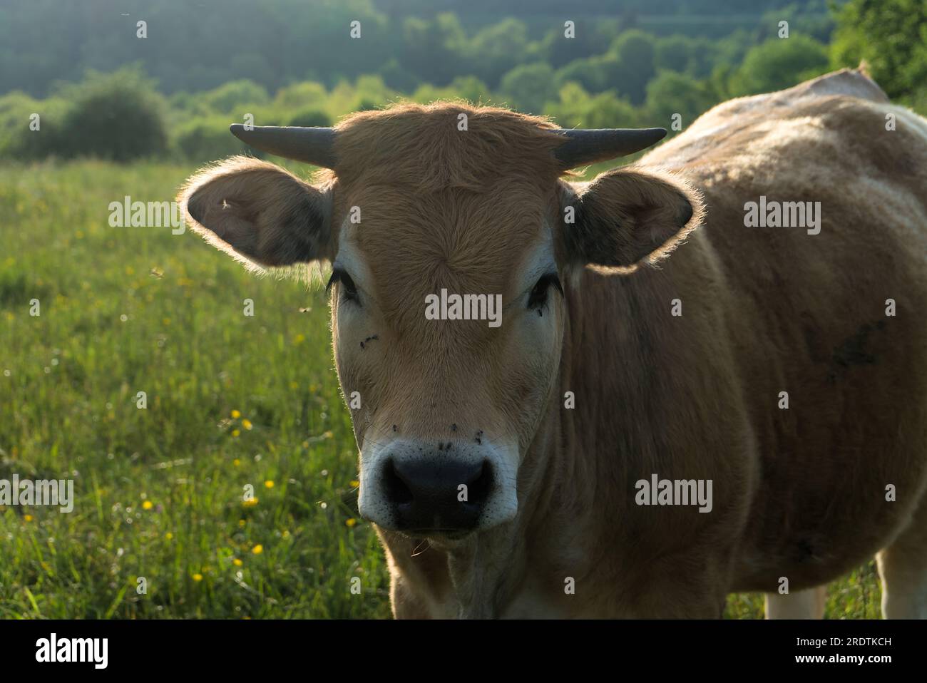 Aubrac cows, in their meadow in Auvergne, portraits Stock Photo - Alamy