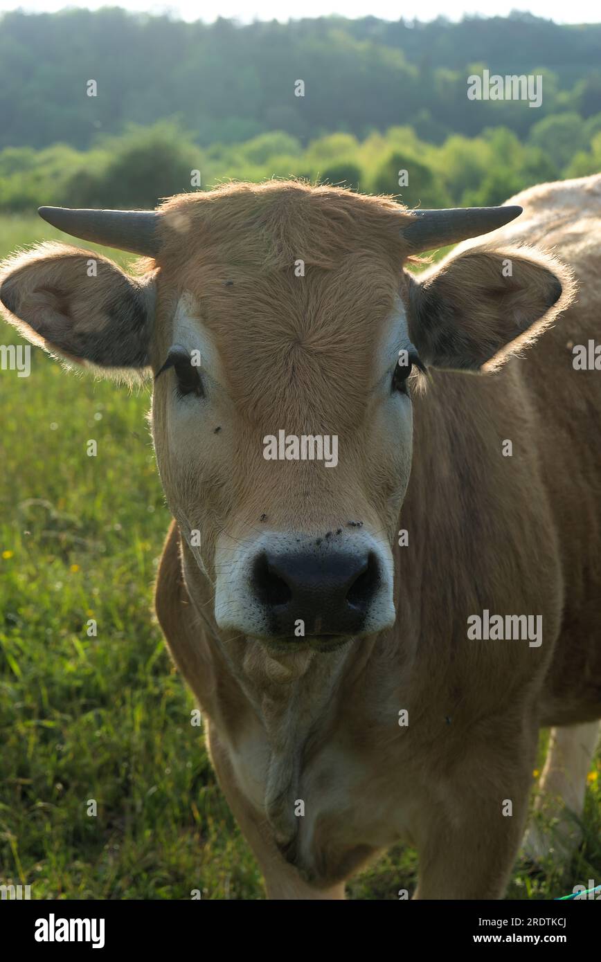 Aubrac cows, in their meadow in Auvergne, portraits Stock Photo - Alamy