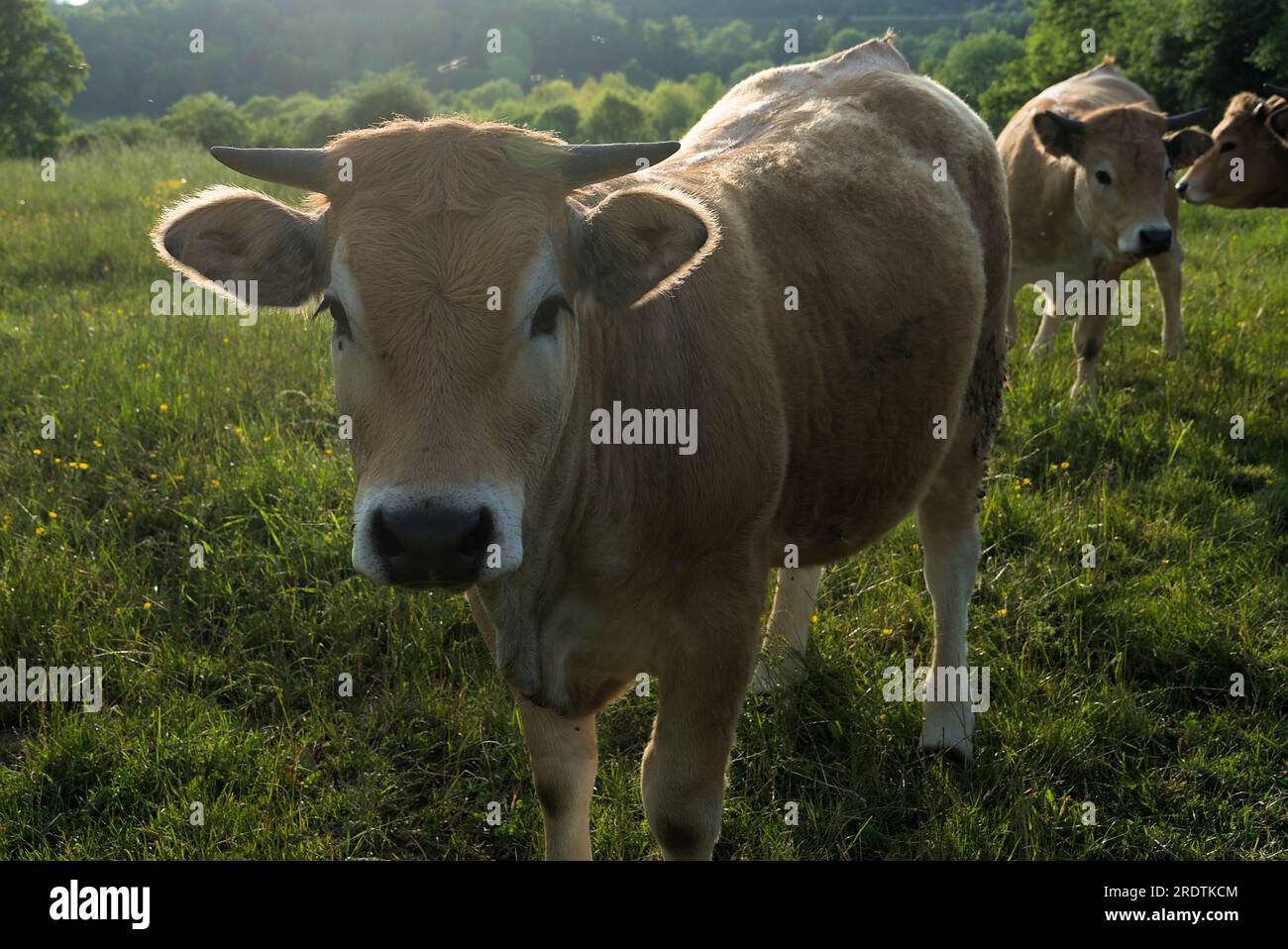 Aubrac cows, in their meadow in Auvergne, portraits Stock Photo - Alamy