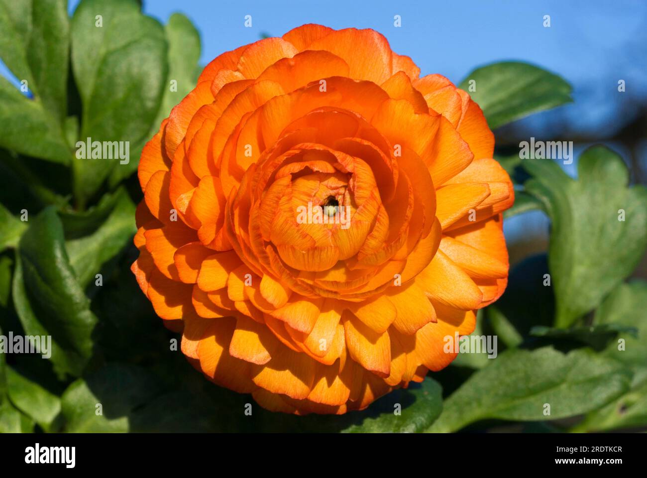 Persian buttercup (ranunculus) (Ranunculus asiaticus), buttercup Stock ...