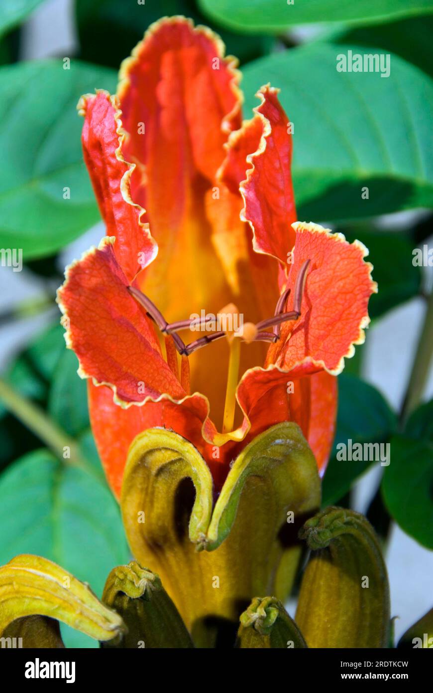 Spathodea (Spathodea campanulata Stock Photo - Alamy