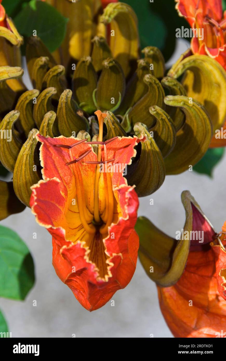 Spathodea (Spathodea campanulata Stock Photo - Alamy