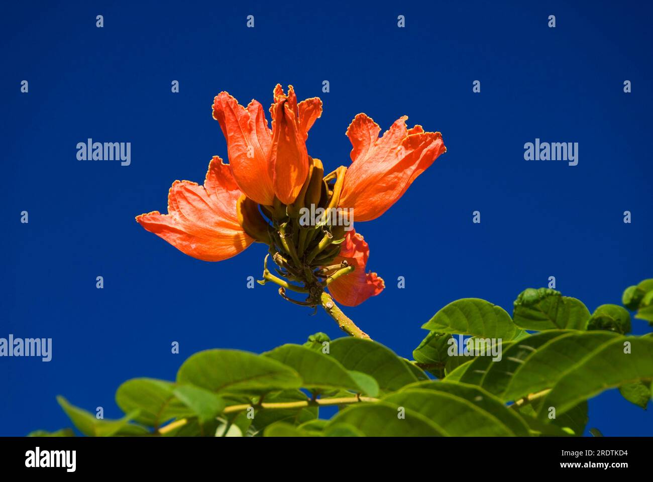 Spathodea (Spathodea campanulata Stock Photo - Alamy