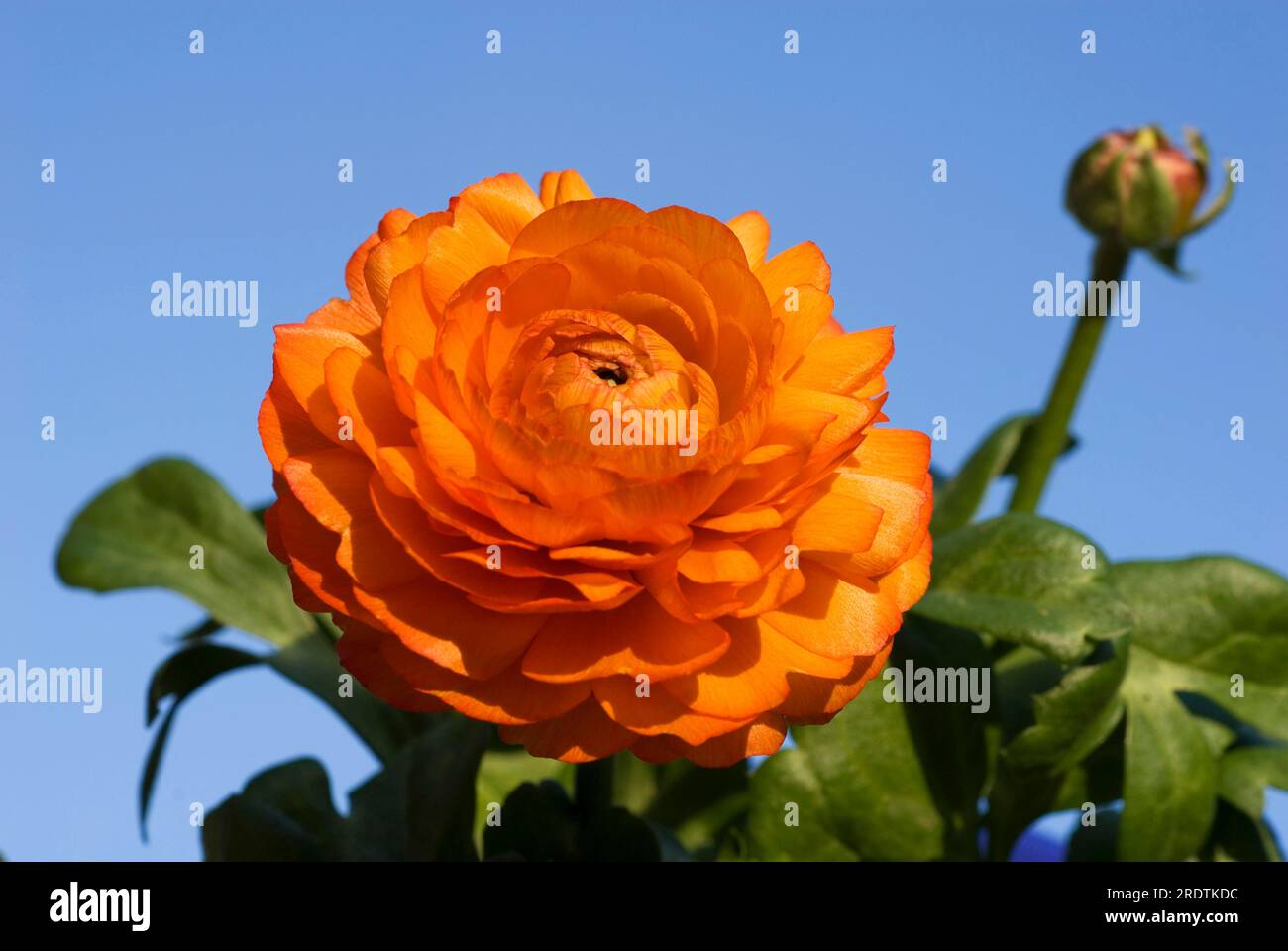 Persian buttercup (ranunculus) (Ranunculus asiaticus), buttercup Stock ...