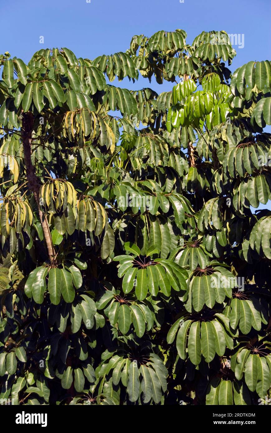 Octopus Tree, Queensland Umbrella Tree (Schefflera actinophylla ...