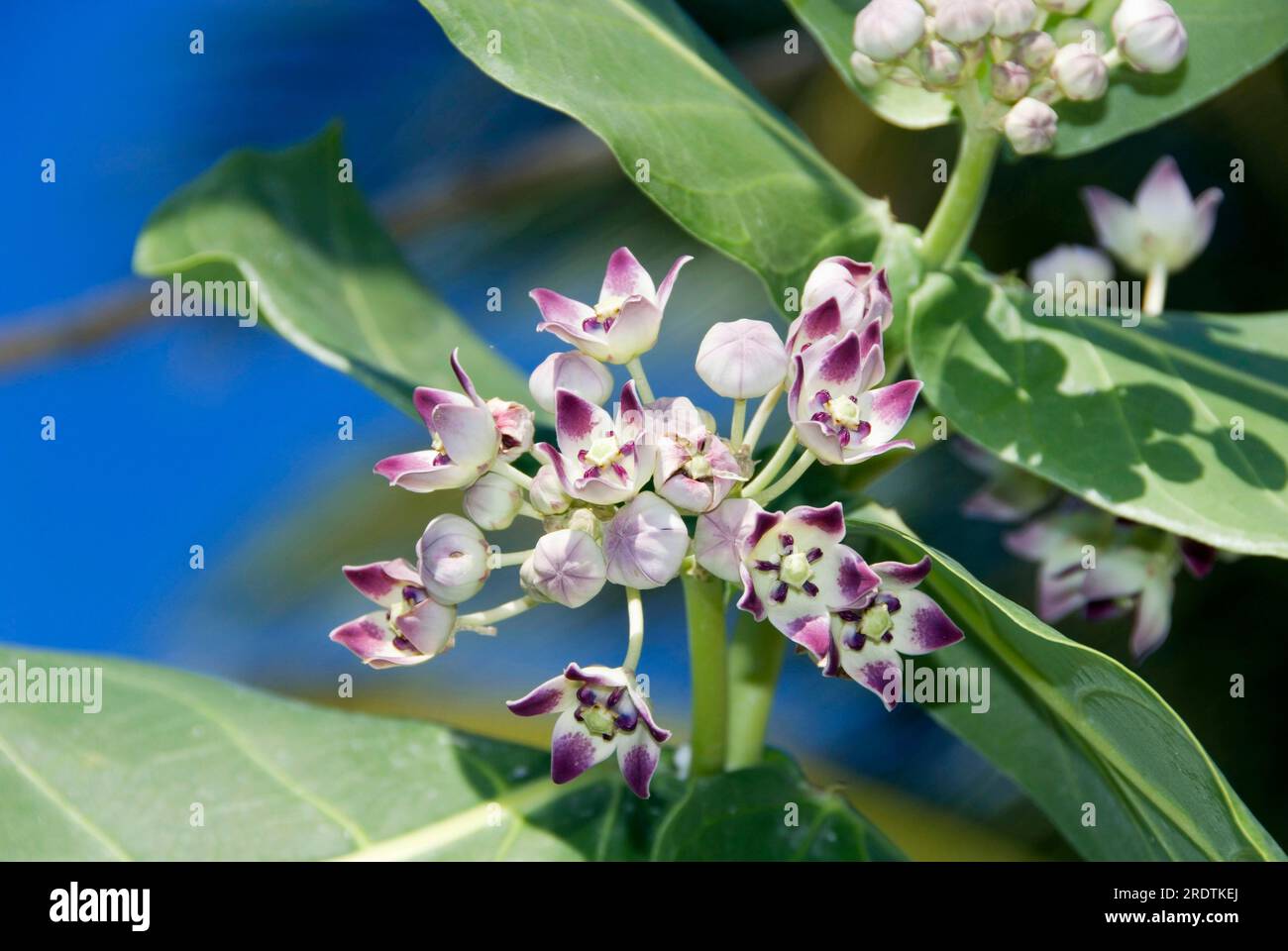 Sodom apple (Calotropis procera), Oscher, Oscher shrub, keel crown ...