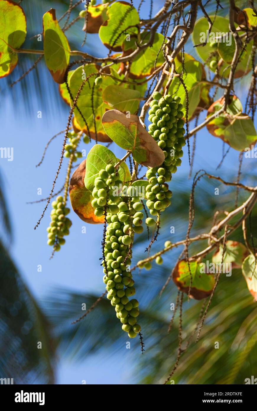 Sea baybaygrape (Coccoloba uvifera) Sea baybaygrape, Sea Grape Stock ...